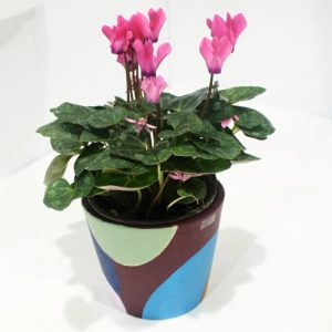 Serax Potteries – Hanging Basket Florist Blog