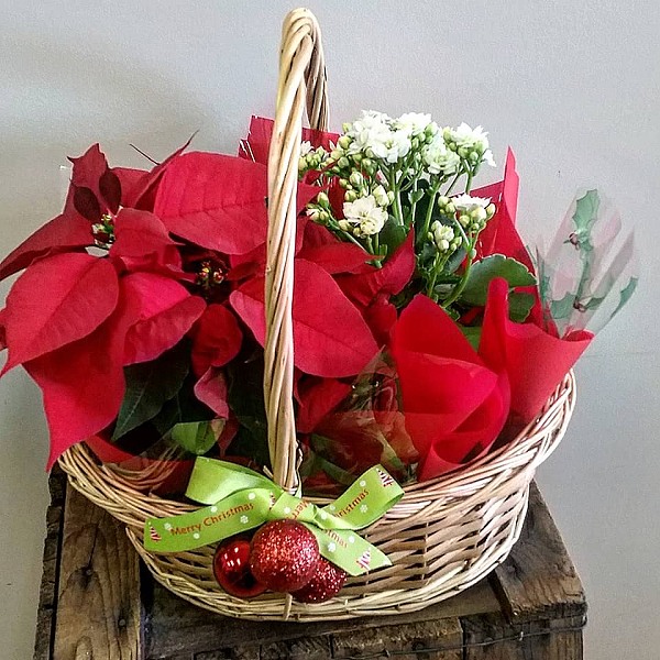 Christmas Plants :: Hanging Basket Florist Rockingham