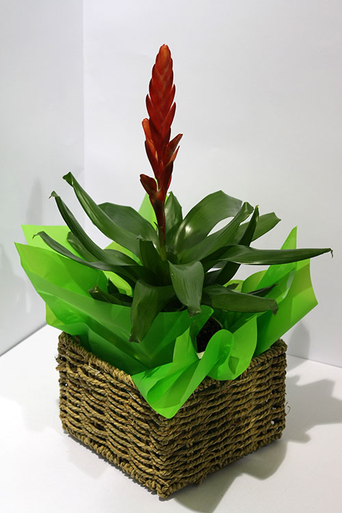 Bromeliad :: Hanging Basket Florist Rockingham
