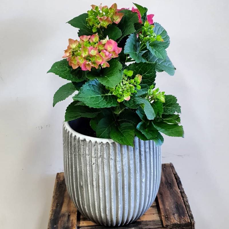 Hydrangea :: Hanging Basket Florist Rockingham