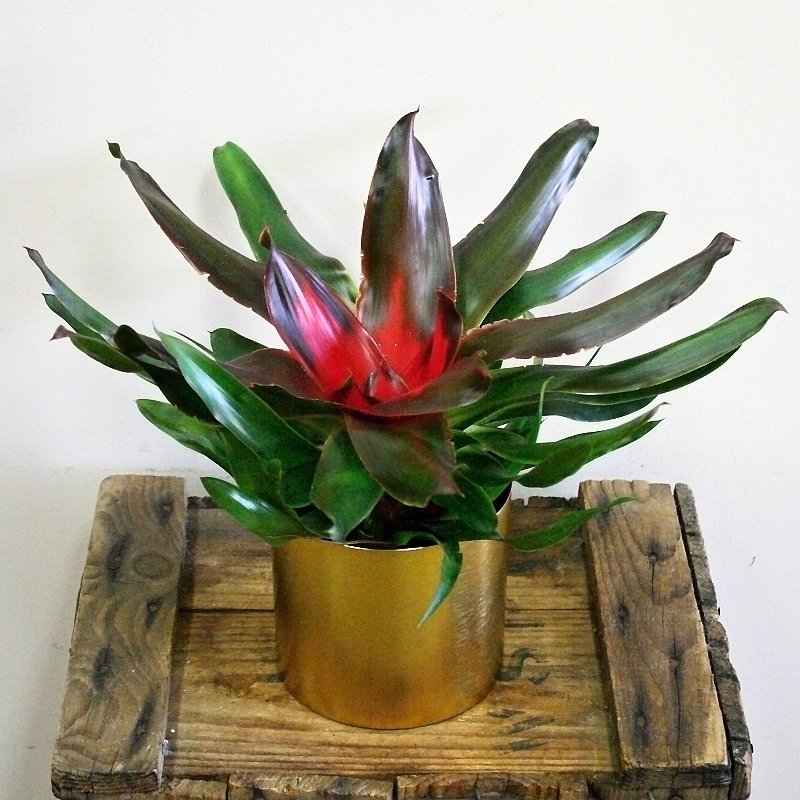 Bromeliad :: Hanging Basket Florist Rockingham